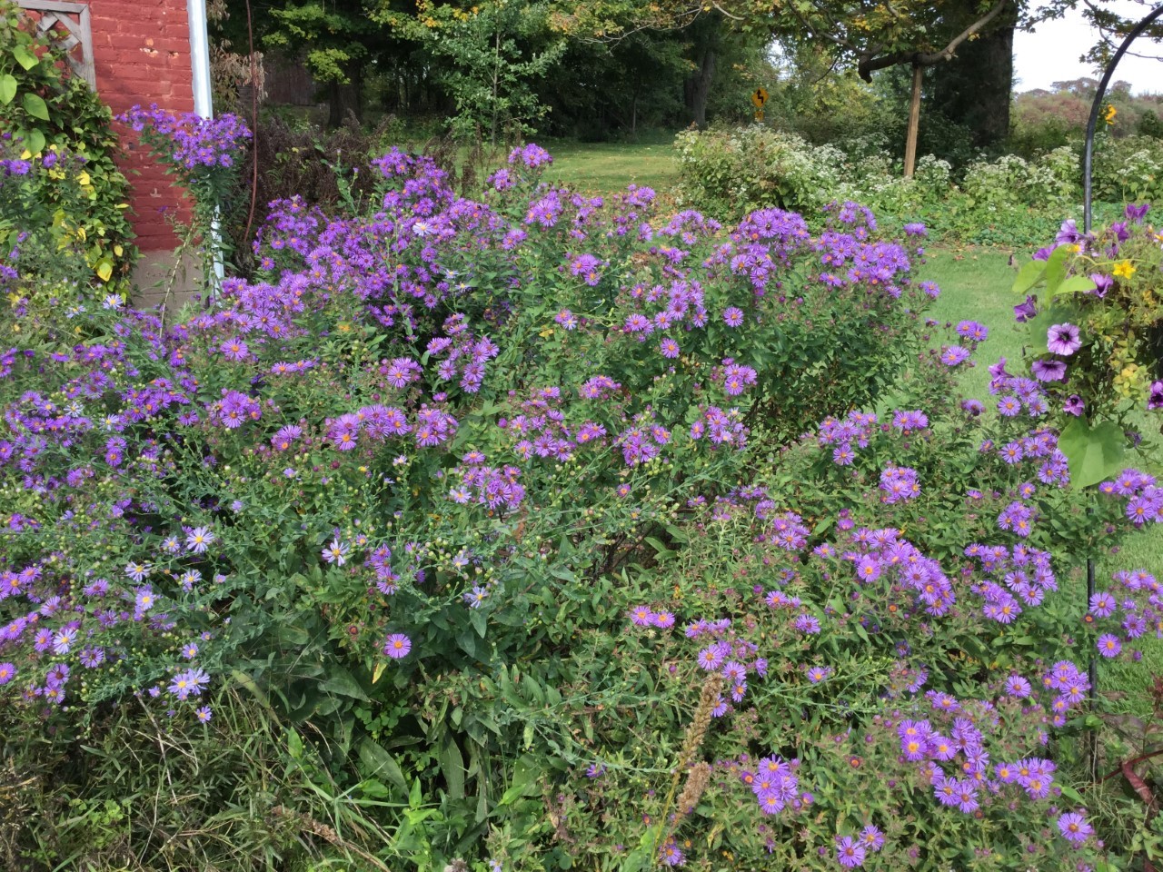 Wild Ones, Native Plants, Natural Landscapes - Wisconsin Garden and ...