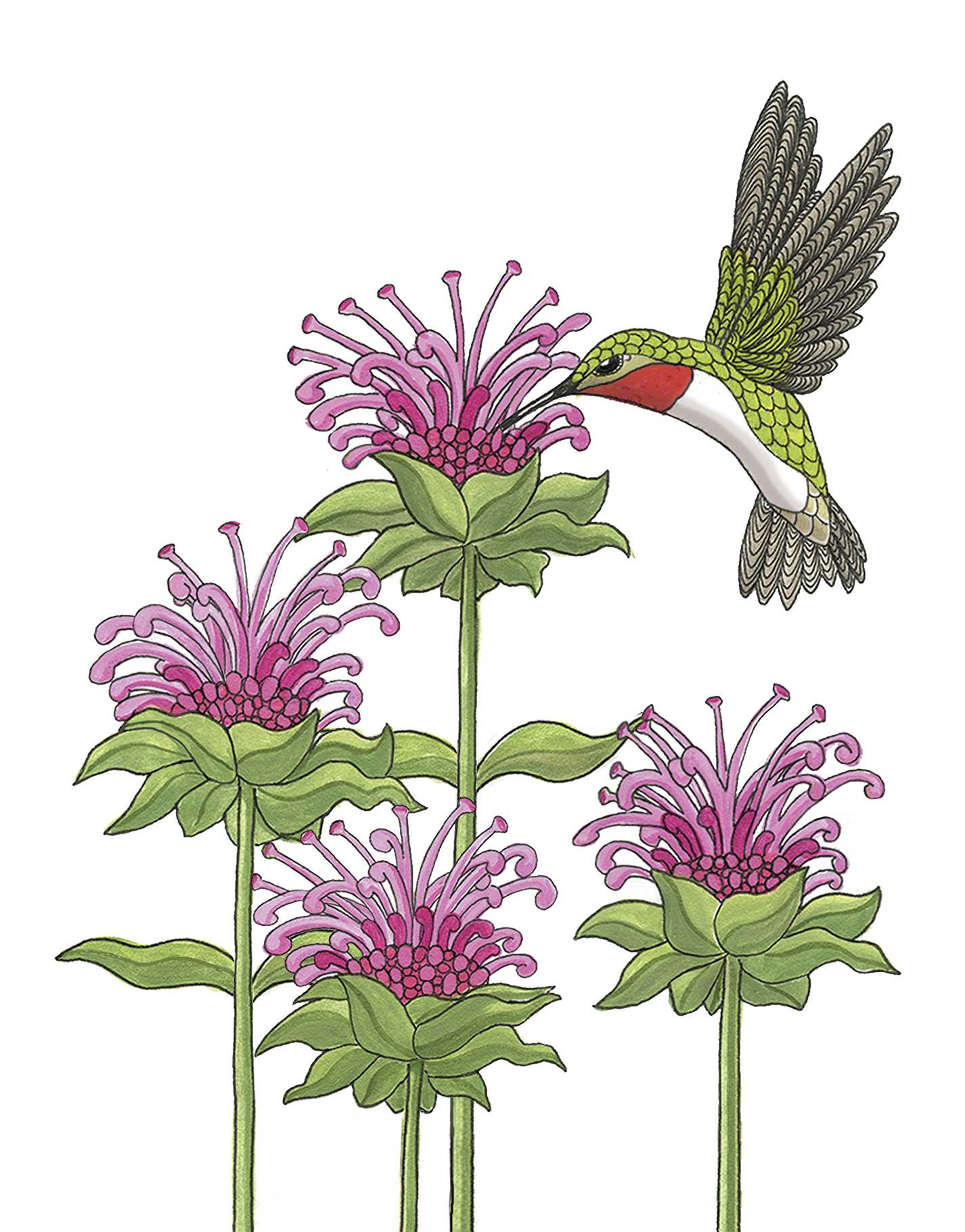 Kim Russell Bird Artist - PBS Wisconsin Garden & Green Living Expo