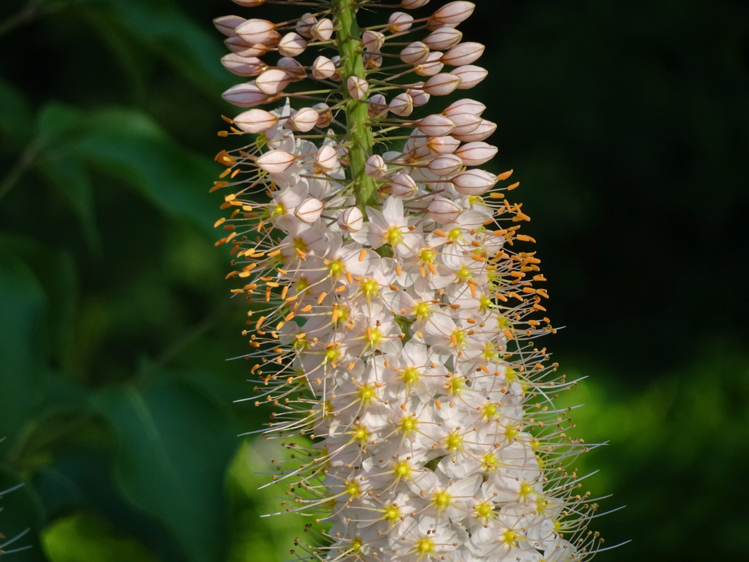 Foxtail Lily - PBS Wisconsin Garden & Green Living Expo