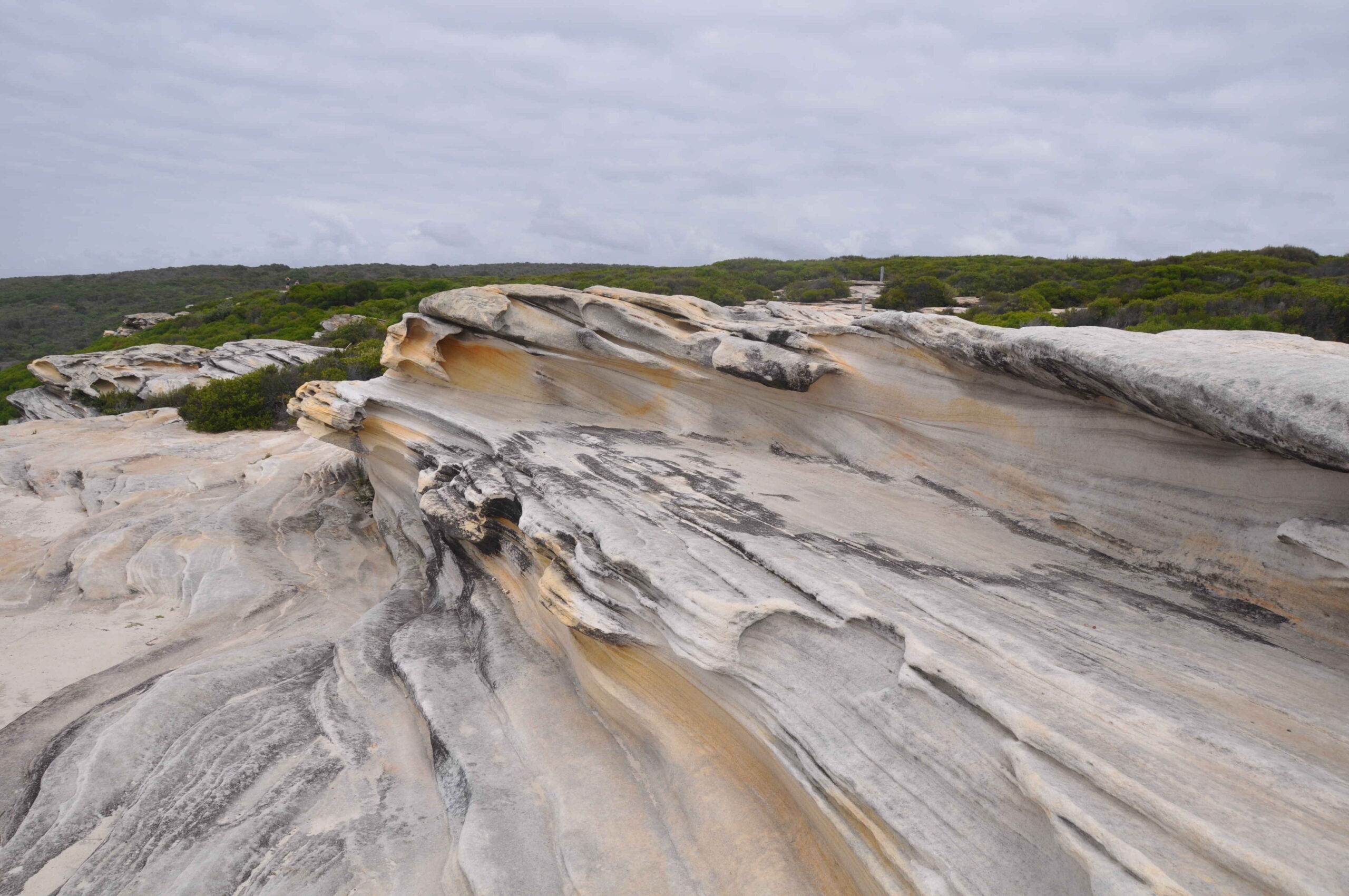 Australian Shore - PBS Wisconsin Garden & Green Living Expo