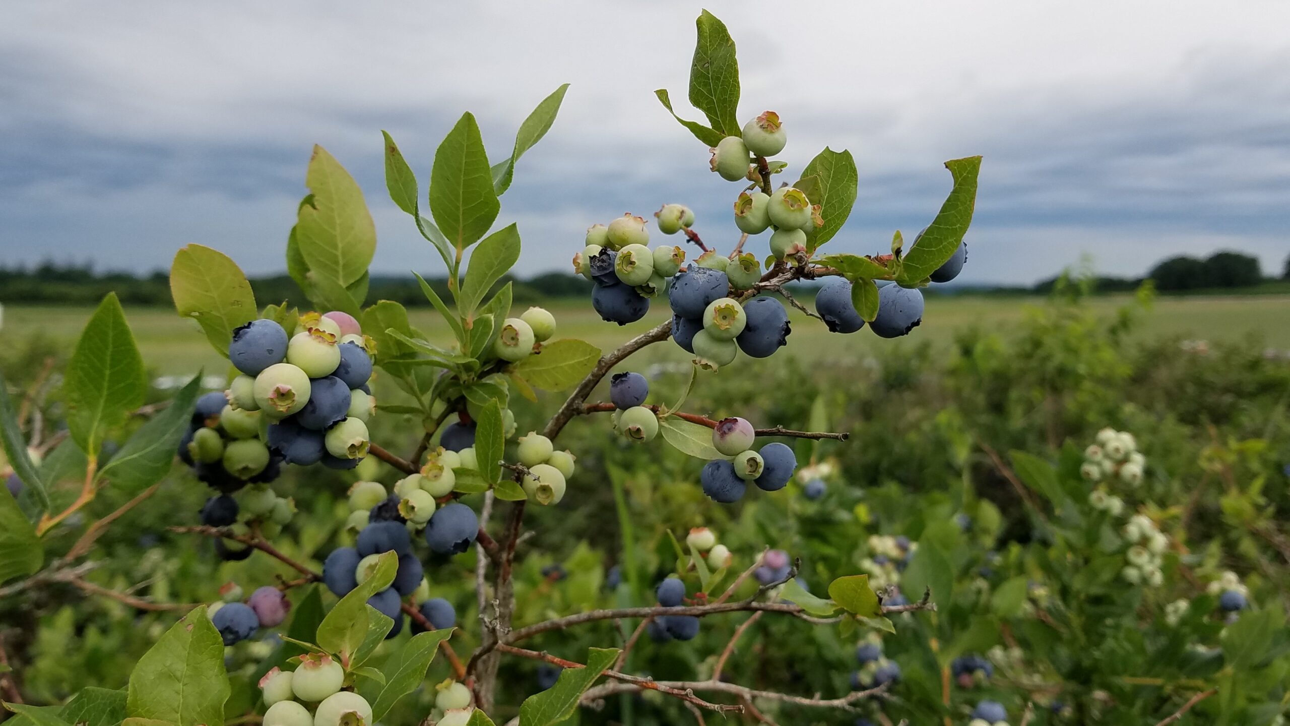 Blueberry Sky - Wisconsin Garden and Landscape Expo
