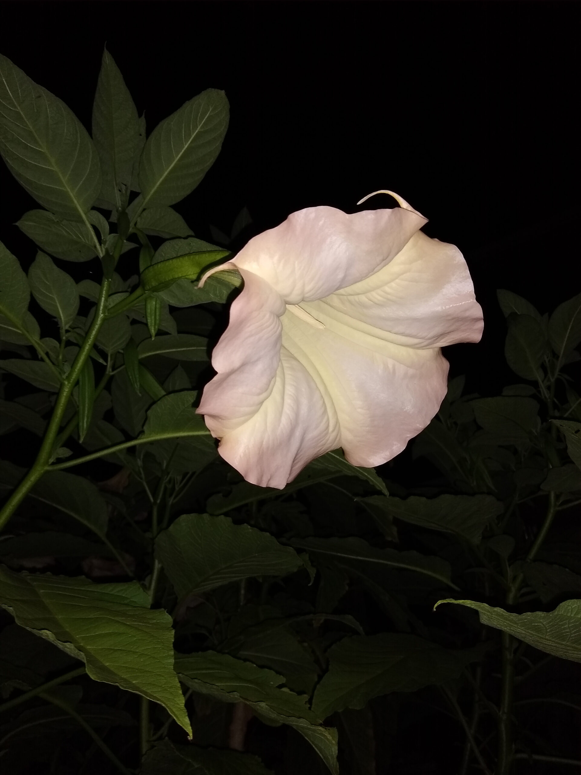Angel's Death Trumpet - PBS Wisconsin Garden & Green Living Expo