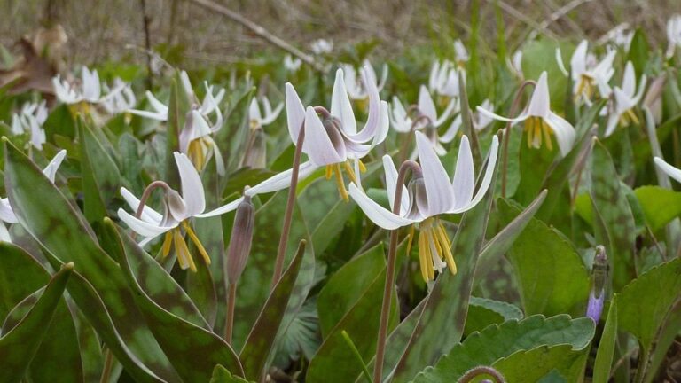 Invasive Plants Association of Wisconsin (IPAW) - Wisconsin Garden and ...