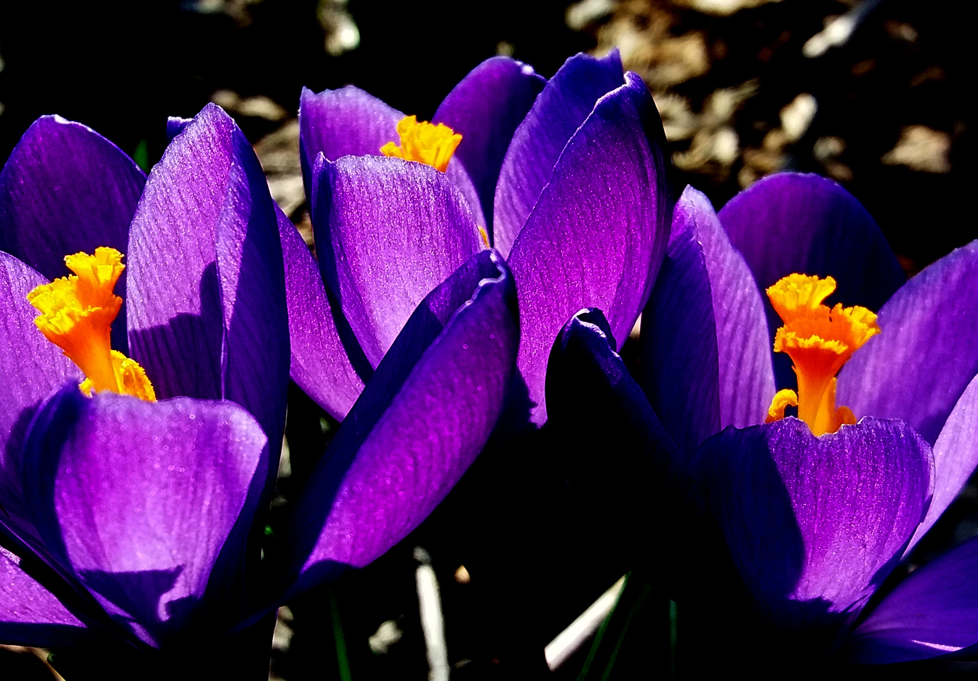 Why Purple Is The Color Of Royalty Wisconsin Garden And Landscape Expo