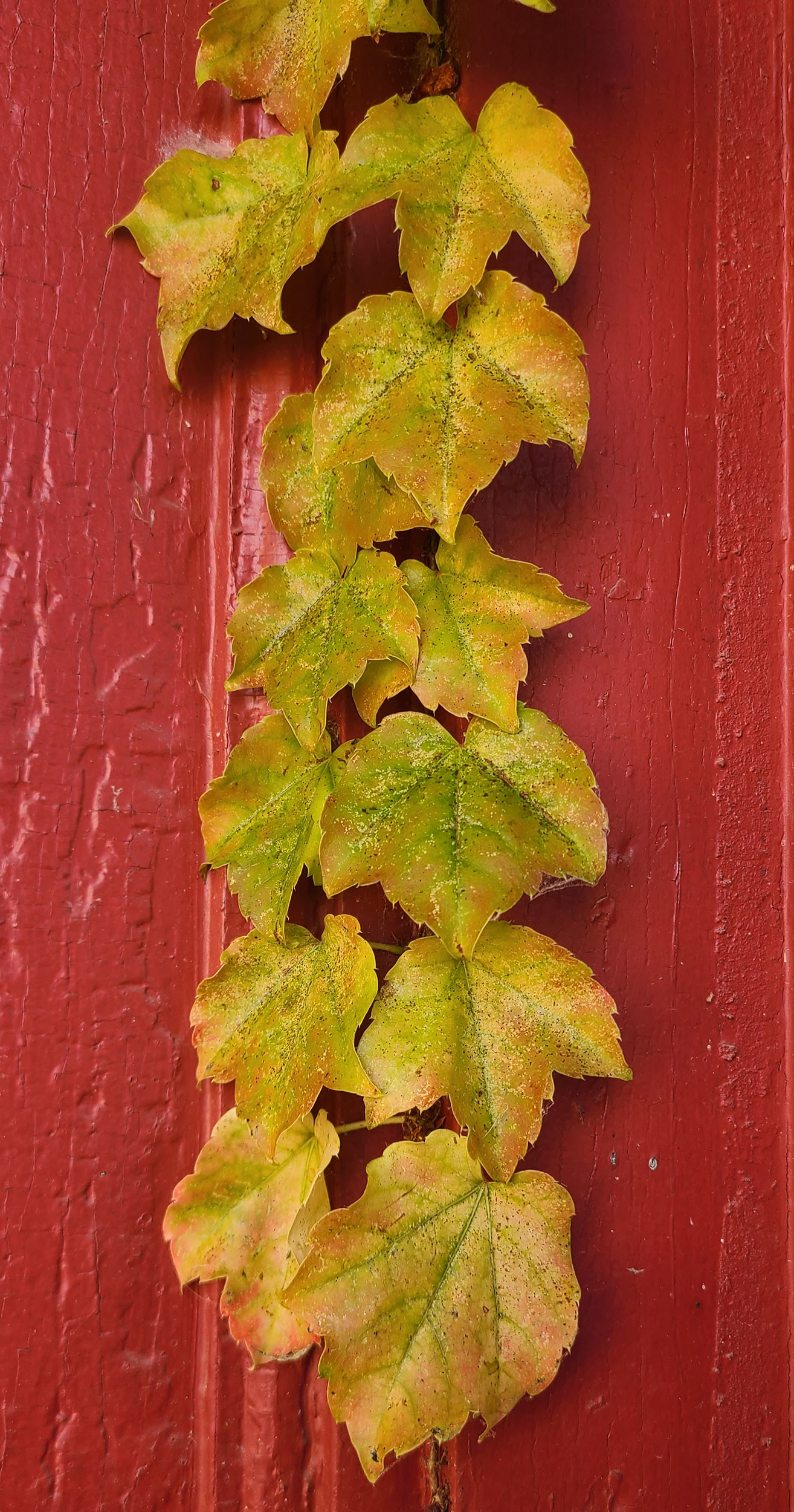 Boston Ivy in Fall - PBS Wisconsin Garden & Green Living Expo
